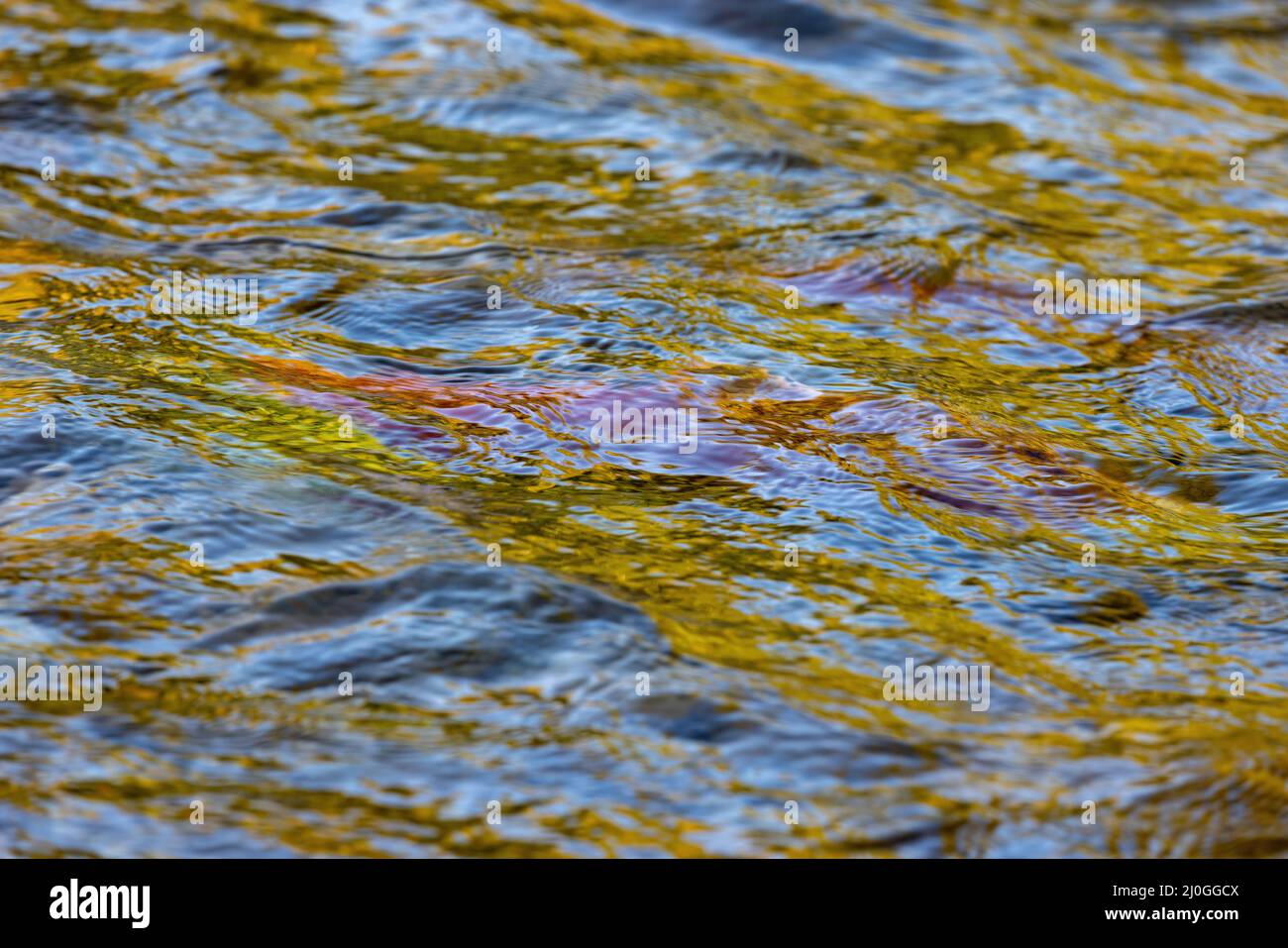 surface of a flowing river with a streak of red color Stock Photo - Alamy