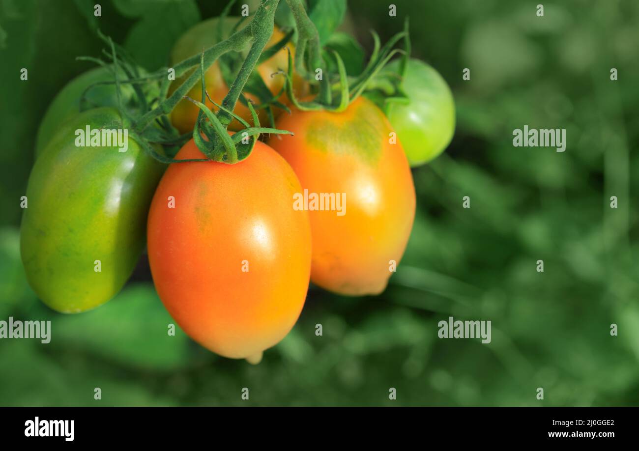Farm of tasty yellow tomatoes on the bushes Stock Photo - Alamy