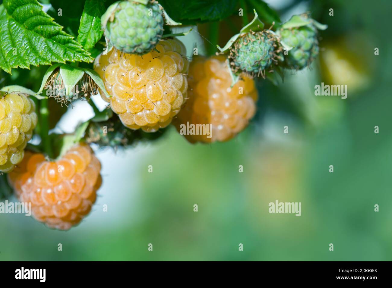 Raspberry bush ripe berries hi-res stock photography and images - Alamy