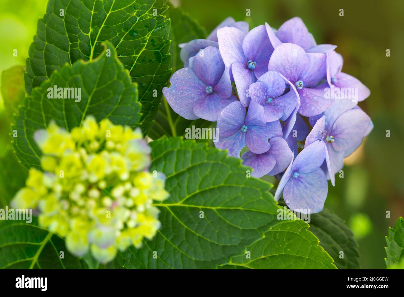 Blue hydrangea garden hi-res stock photography and images - Alamy