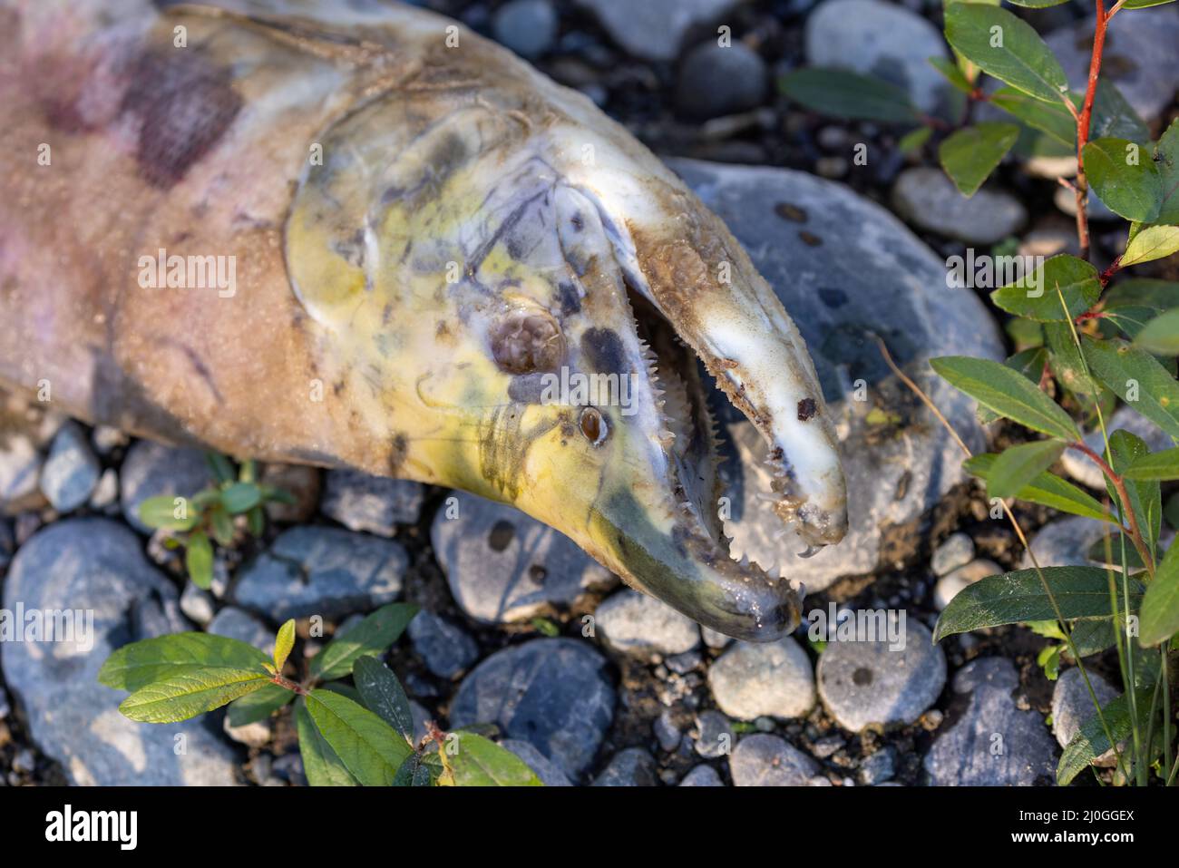 close up of the head of a dead decaying corpse of a salmon Stock Photo ...