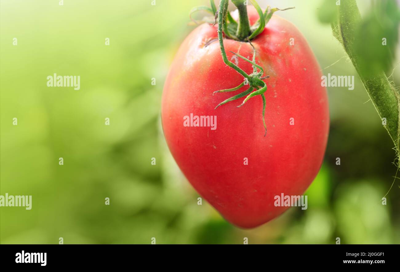 Big tomato fruit hi-res stock photography and images - Alamy