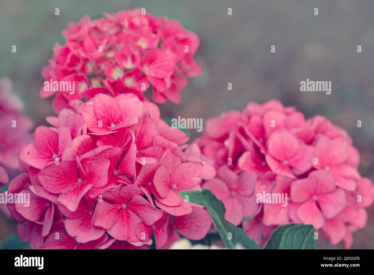 Pink hydrangea flowers growing in the garden Stock Photo - Alamy
