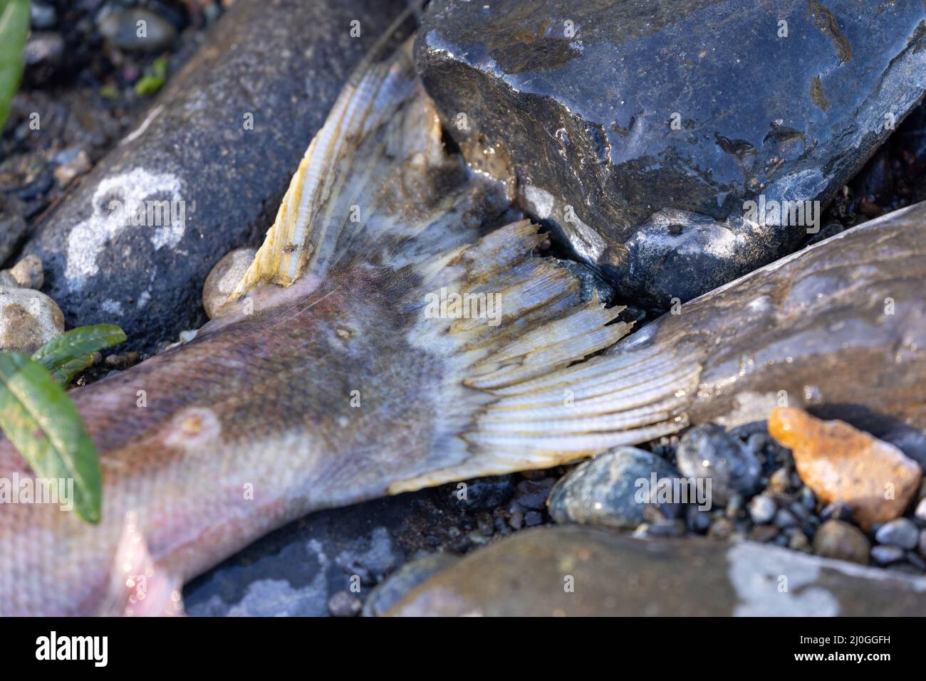close up of the tail fin of a dead decaying corpse of a salmon Stock ...