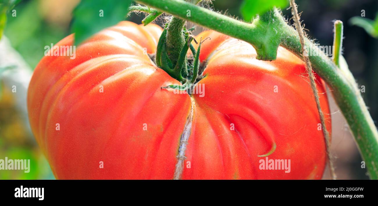 Greenhouse with tomato hi-res stock photography and images - Alamy