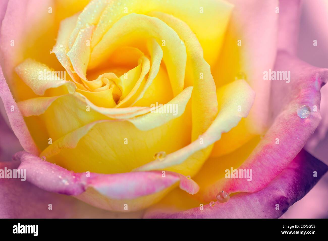 Rosephoto art hi-res stock photography and images - Alamy