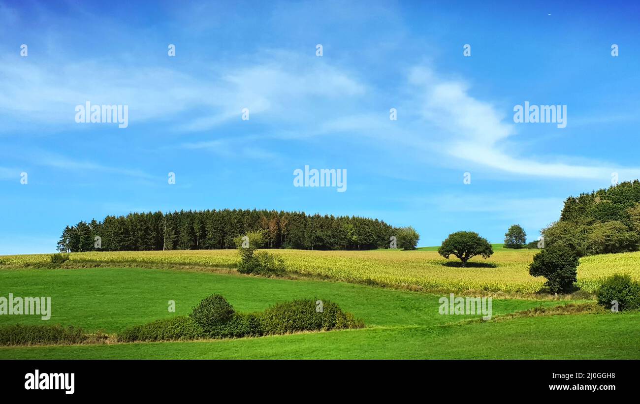 Blue trees nature hi-res stock photography and images - Alamy