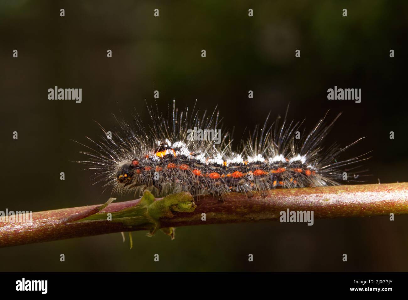 A close up of a colourful caterpillar of a yellow tail moth Euproctis ...