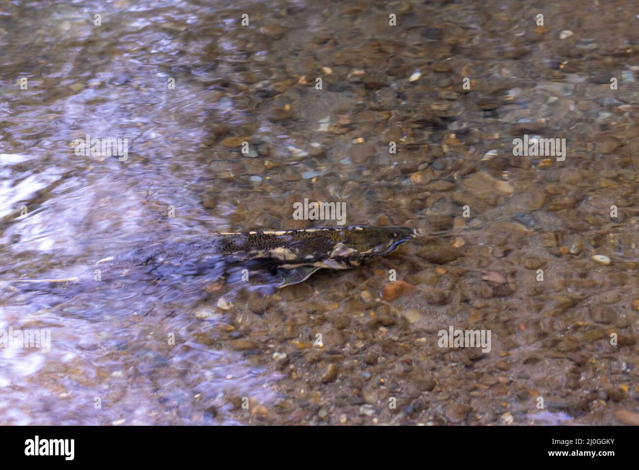 lone salmon swimming in a shallow river in september Stock Photo - Alamy