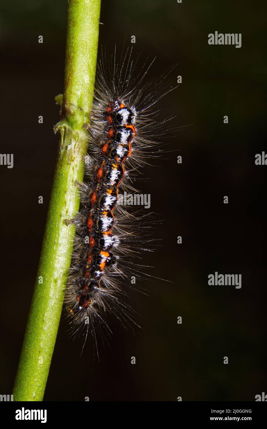 A close up of a colourful caterpillar of a yellow tail moth Euproctis ...