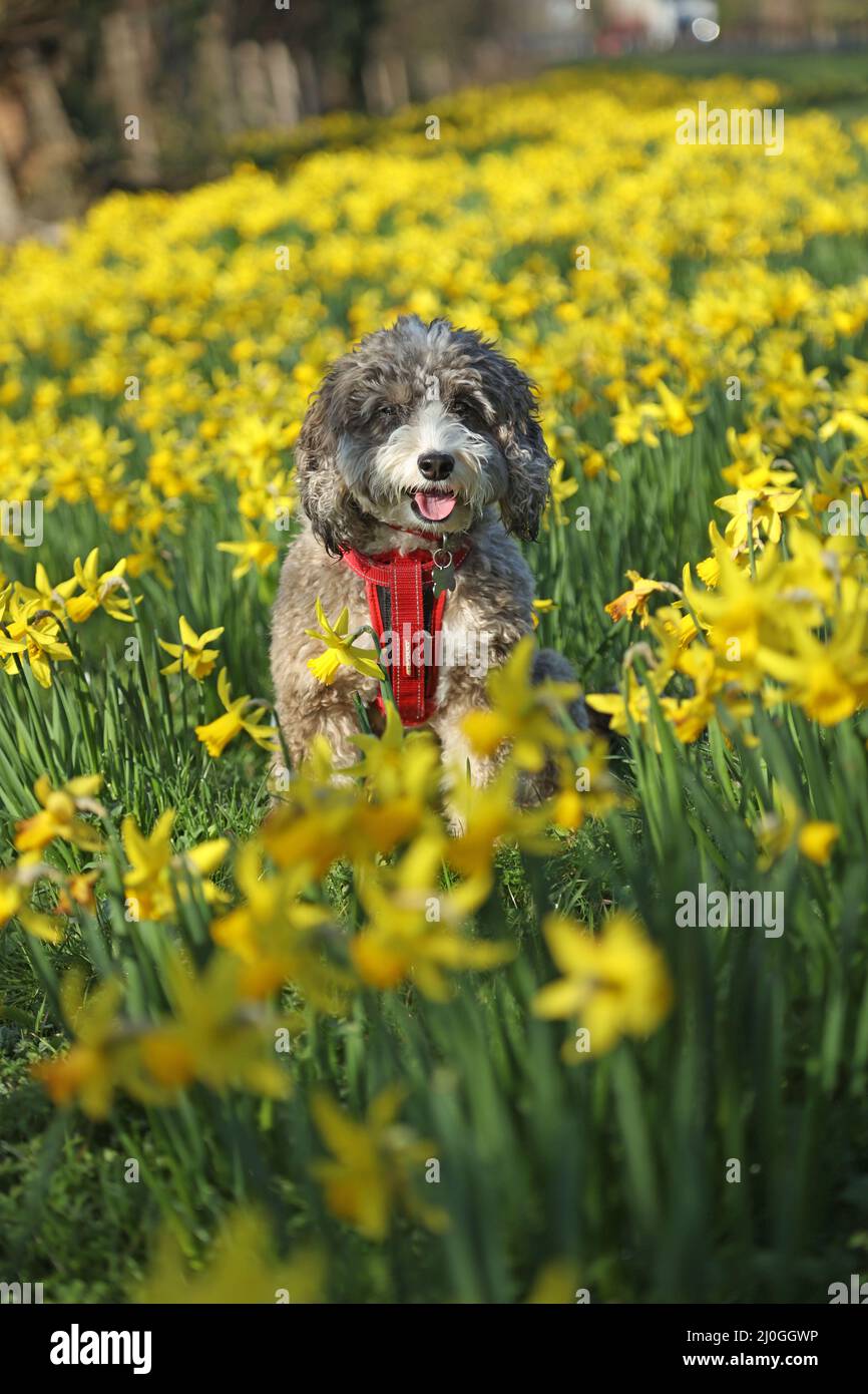 Peterborough, UK. 18th Mar, 2022. Cookie the cockapoo dog enjoying the ...