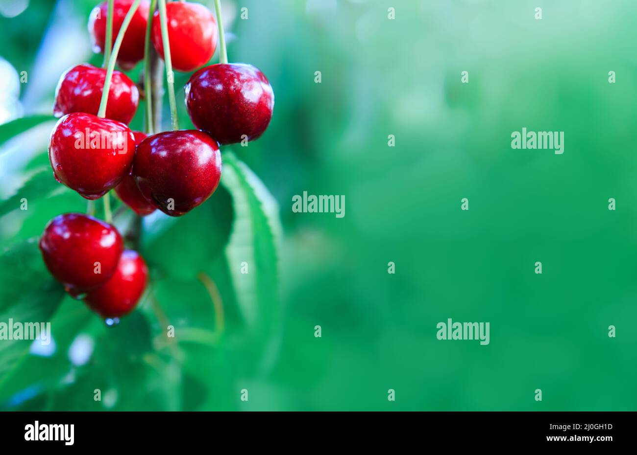 Cherries hanging on a cherry tree branch in garden Stock Photo - Alamy