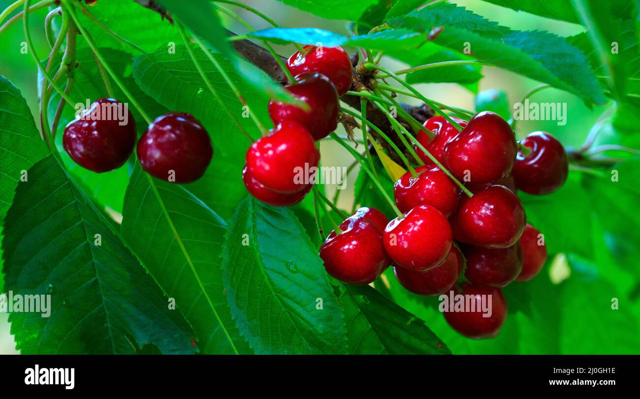 Full Cherry Tree With Cherries