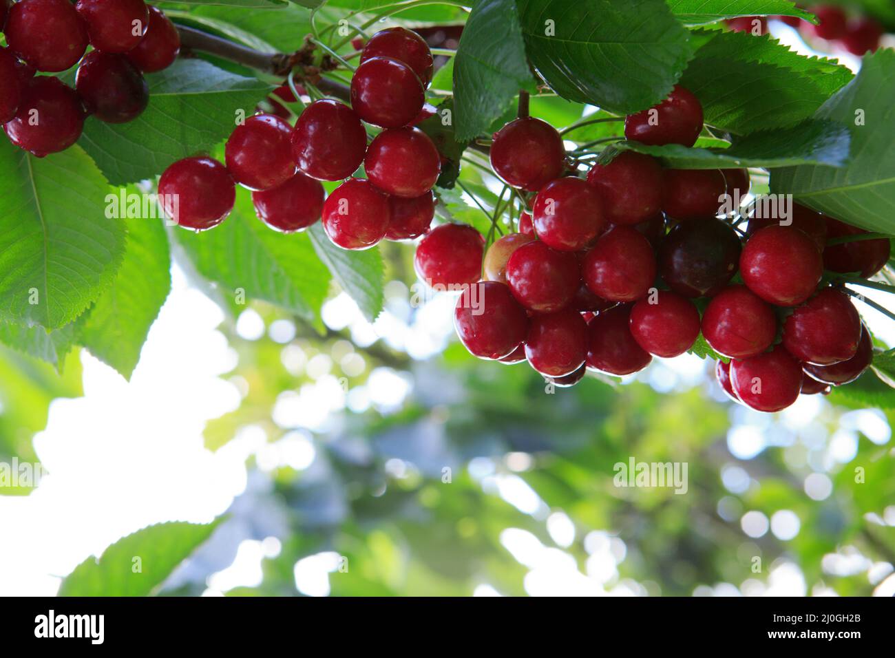 Hanging cherry tree hi-res stock photography and images - Alamy
