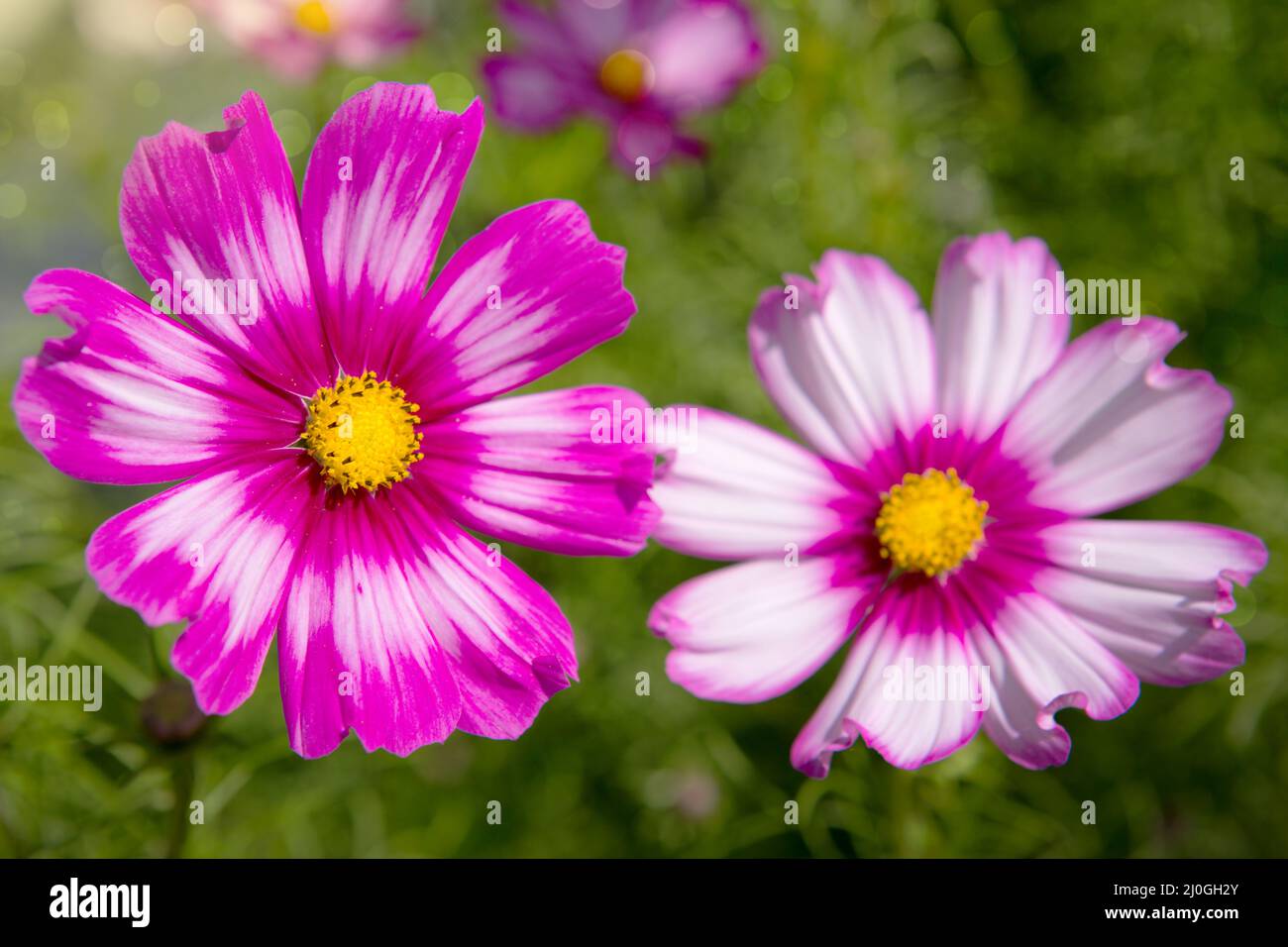 Beautiful cosmos flowers in garden hi-res stock photography and images ...