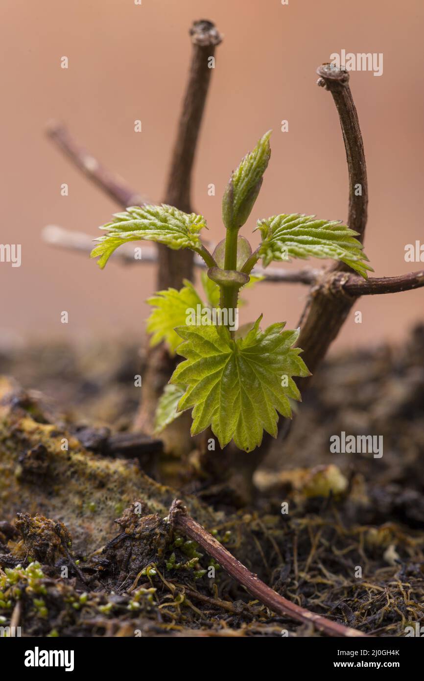 Small hop plant in spring Stock Photo - Alamy