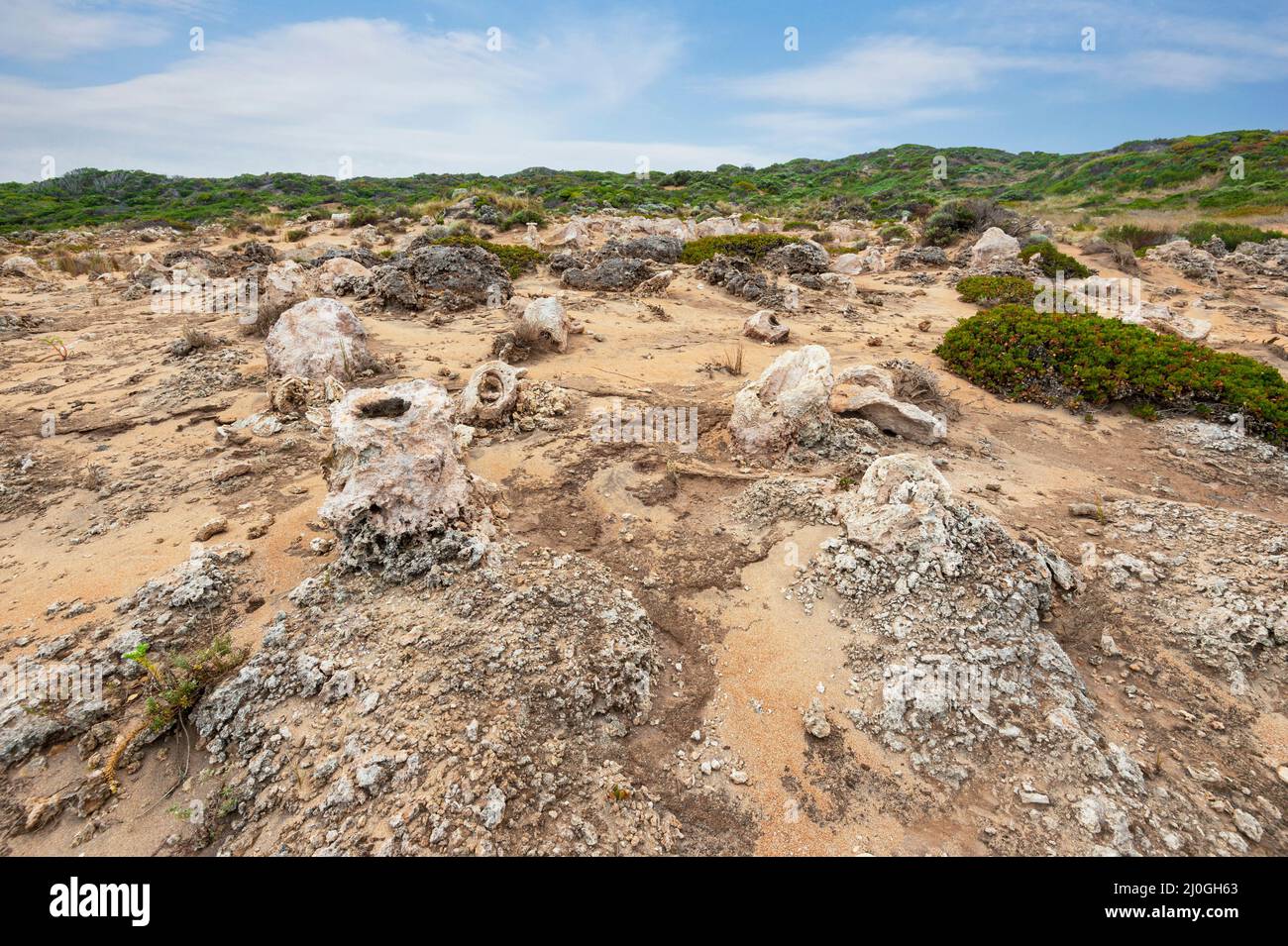 View of Rhizolyths, fossilised roots and tree stumps, Leeuwin ...