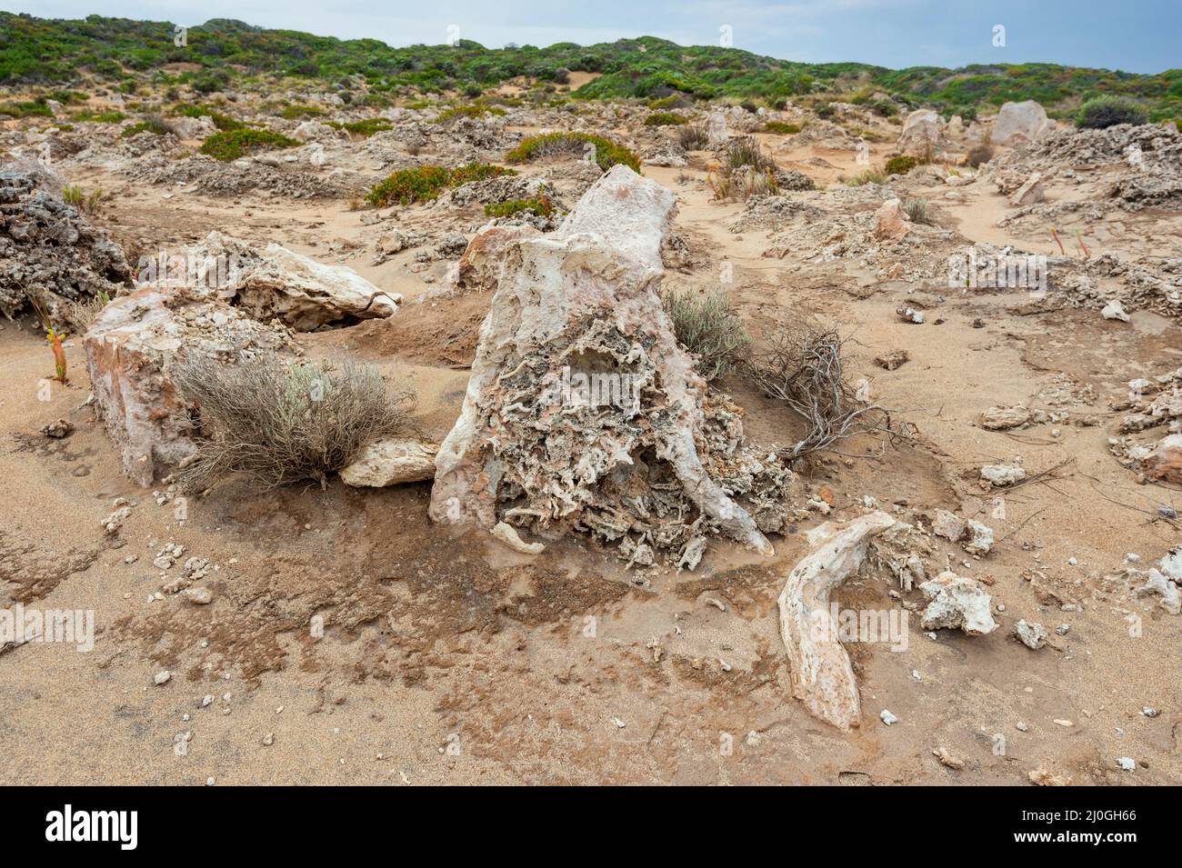 View of Rhizolyths, fossilised roots and tree stumps, Leeuwin ...