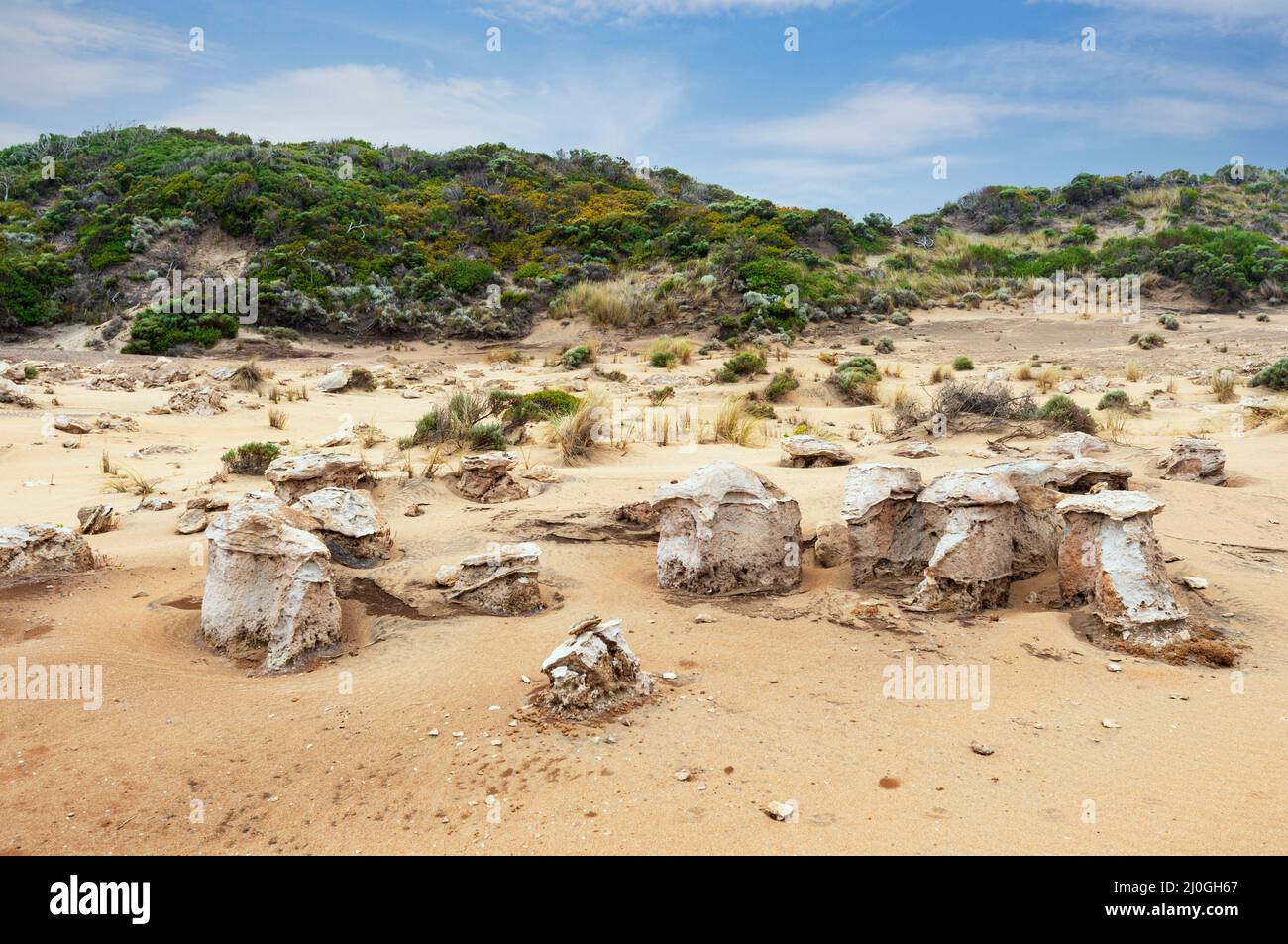 Fossil tree stumps hi-res stock photography and images - Alamy