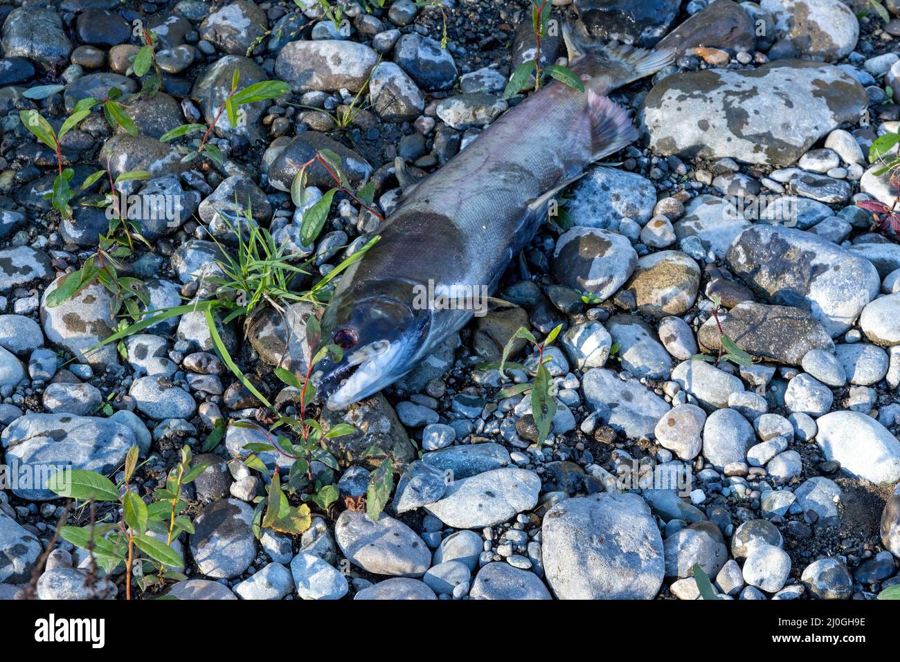 Skeleton of salmon hi-res stock photography and images - Alamy