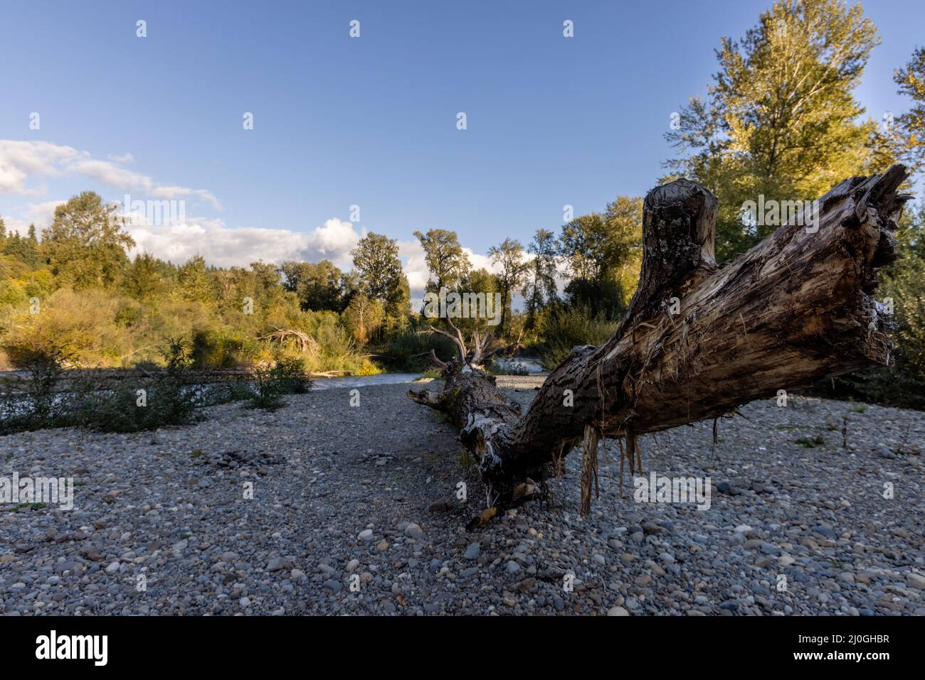 massive fallen tree on the gravel banks of a river Stock Photo - Alamy