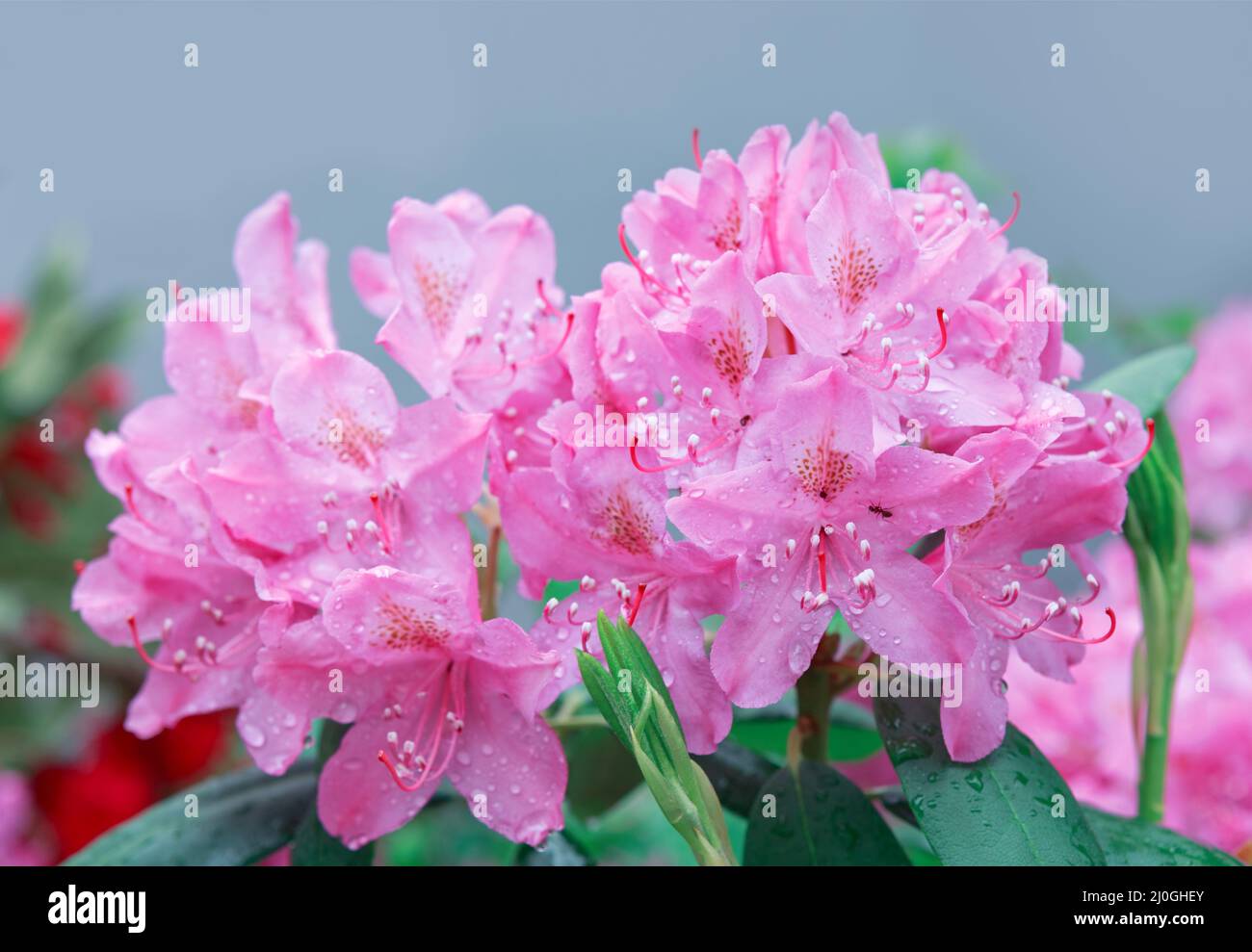 Azalea in pink spring hi-res stock photography and images - Alamy