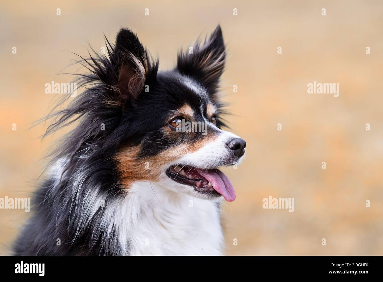 Papillon Australian Shepherd Mix