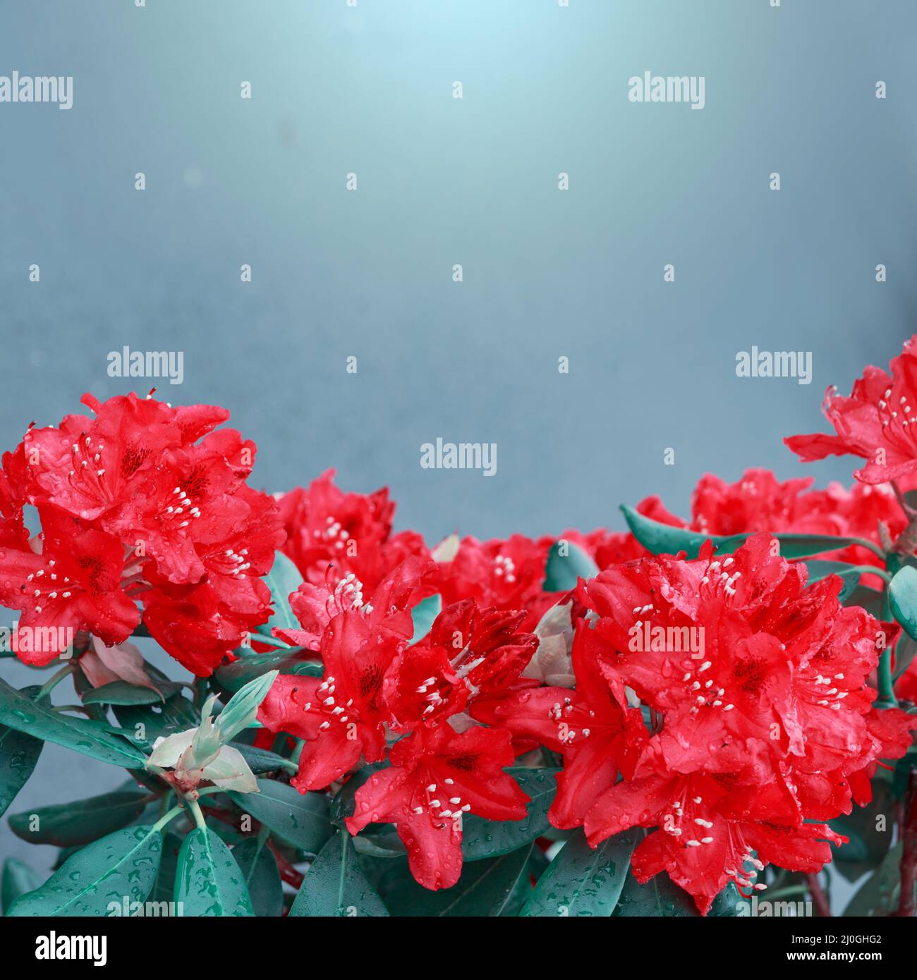 Red flowers in bush garden hi-res stock photography and images - Alamy