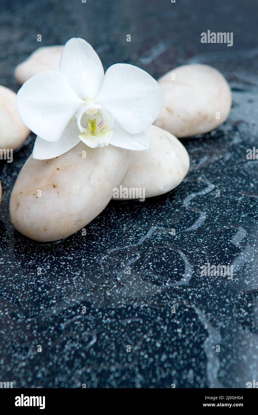 White orchid flower and stone with water drops isolated Stock Photo - Alamy