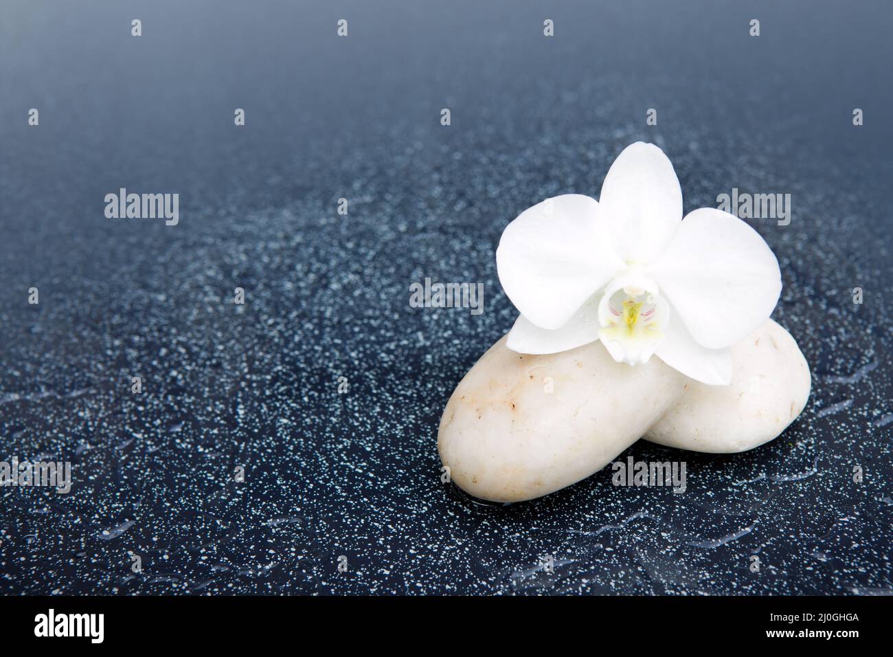 White orchid flower and stone with water drops isolated Stock Photo - Alamy