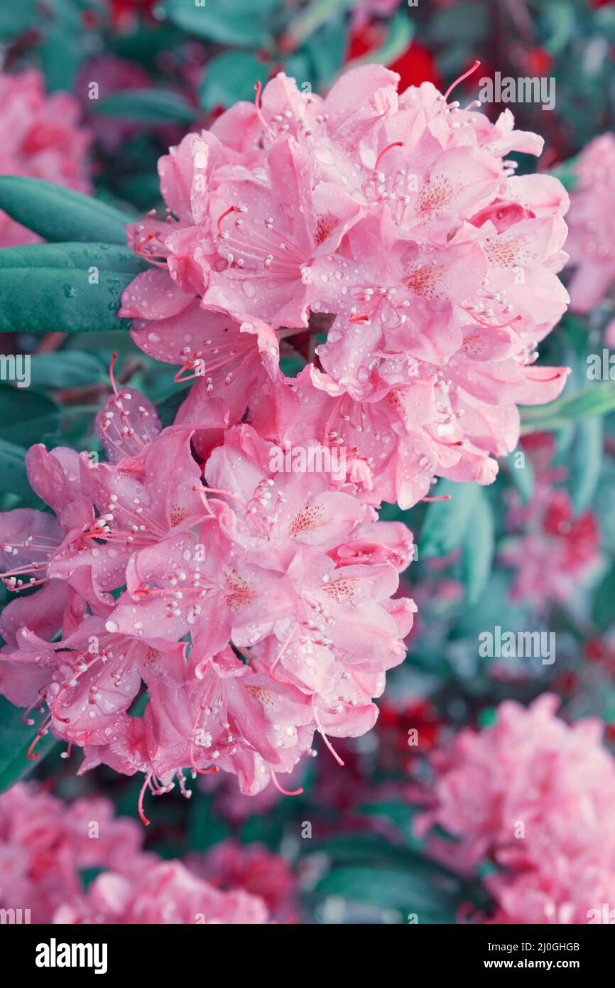 Pink spring flowers garden plant hi-res stock photography and images ...