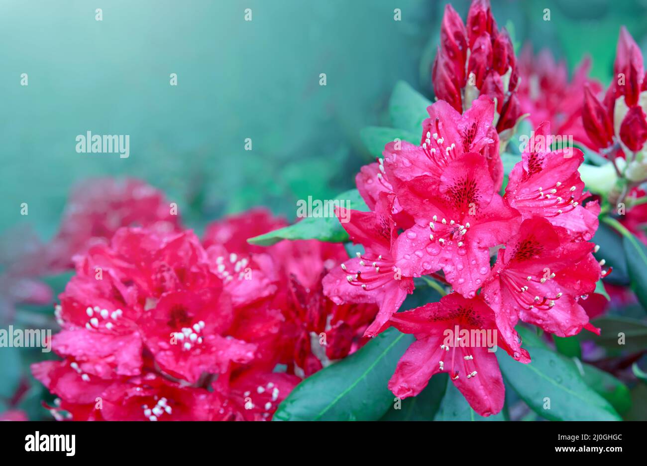 Red azalea flowers in the spring garden Stock Photo - Alamy