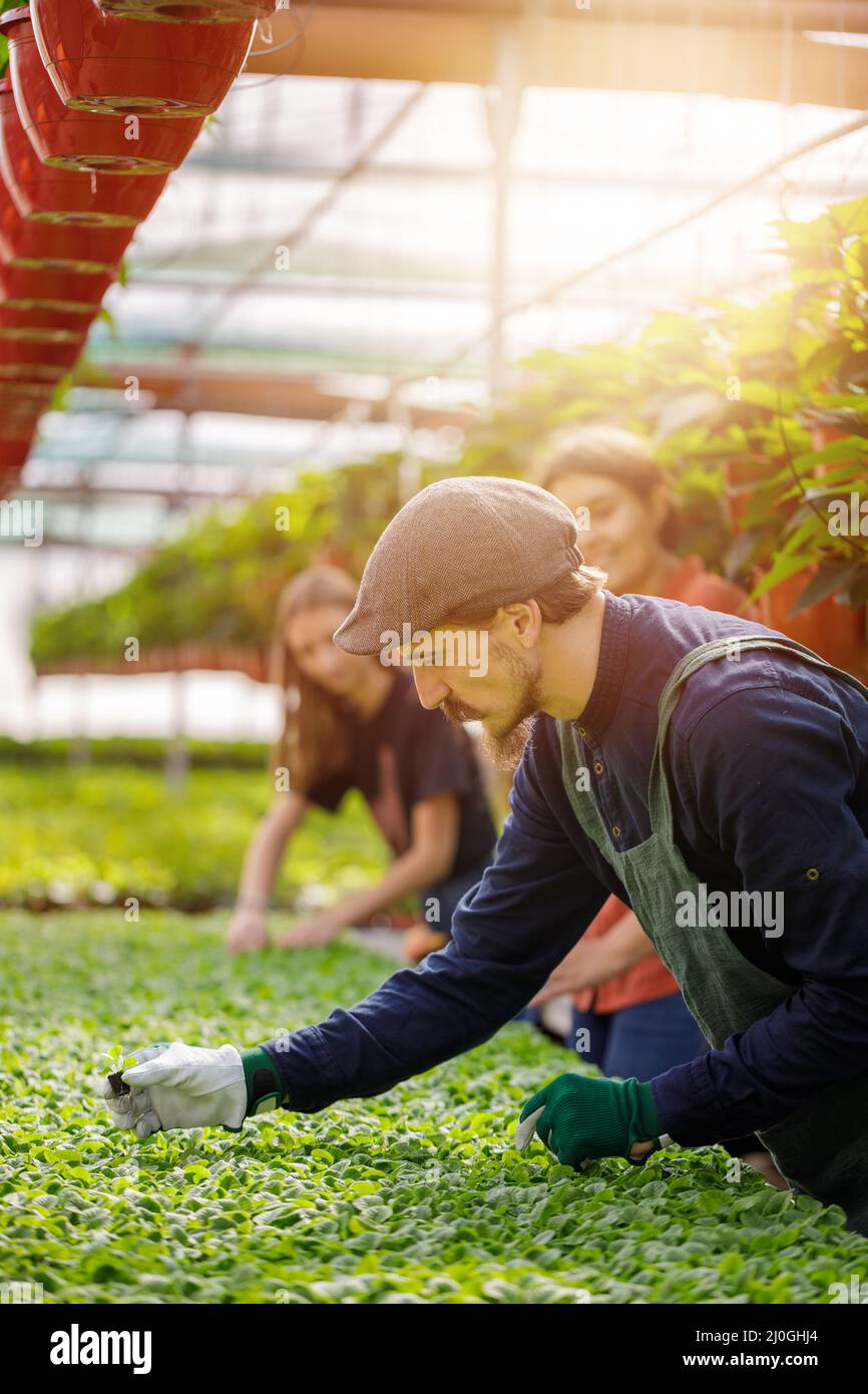 Horticulture hi-res stock photography and images - Alamy