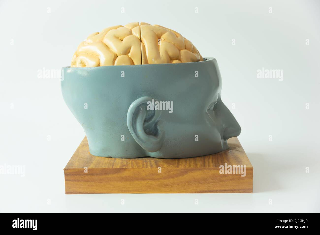 Artificial human brain model on white background Stock Photo - Alamy
