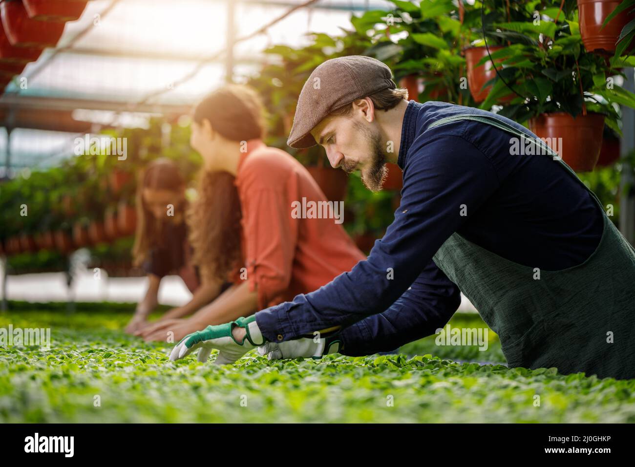 Sunny horticulture hi-res stock photography and images - Alamy