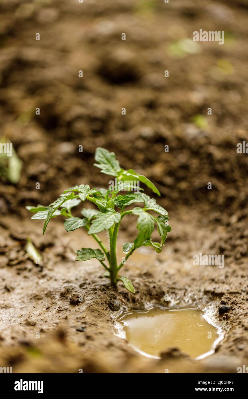 Rain in plants hi-res stock photography and images - Alamy