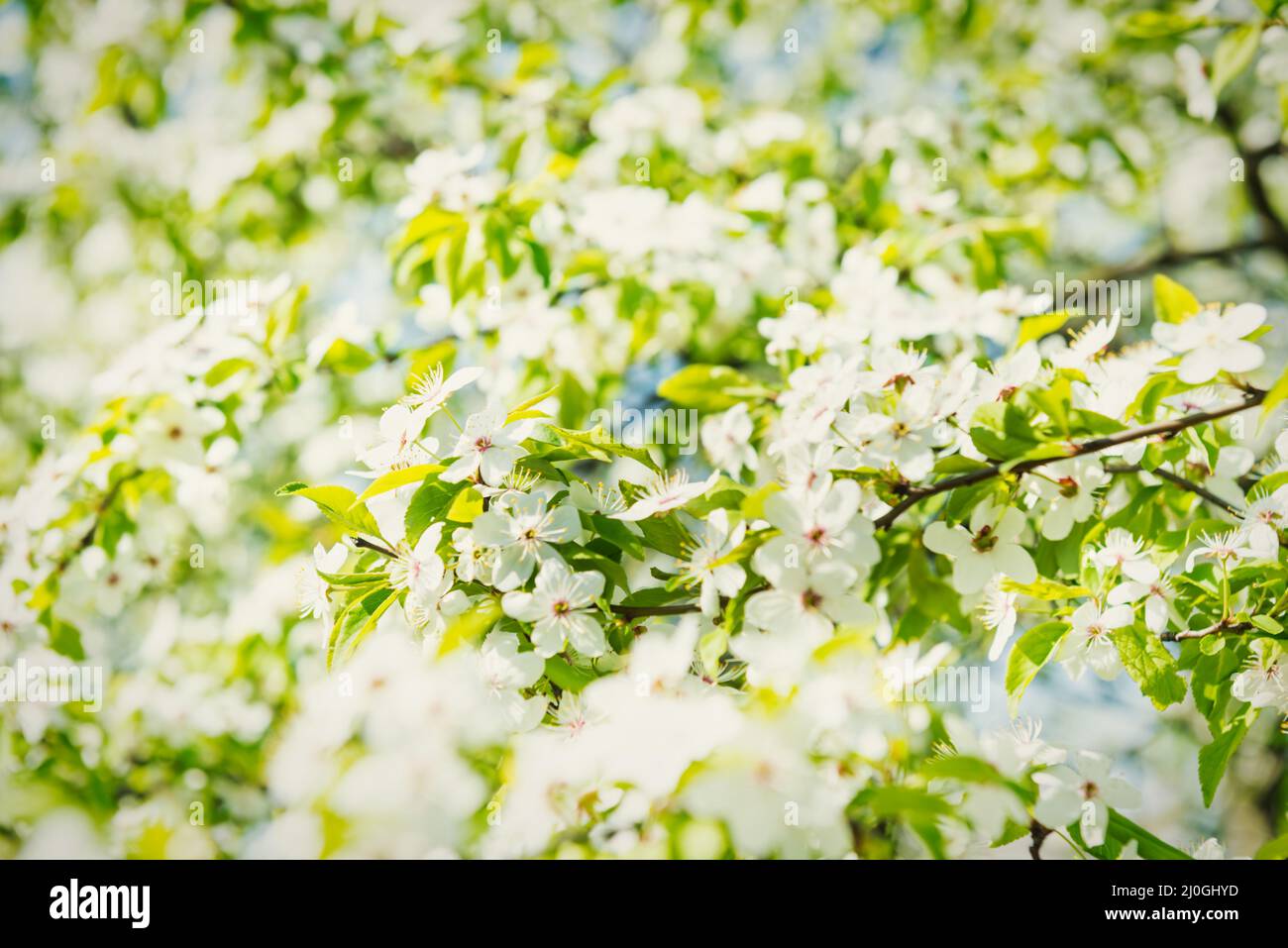 White color tree hi-res stock photography and images - Alamy