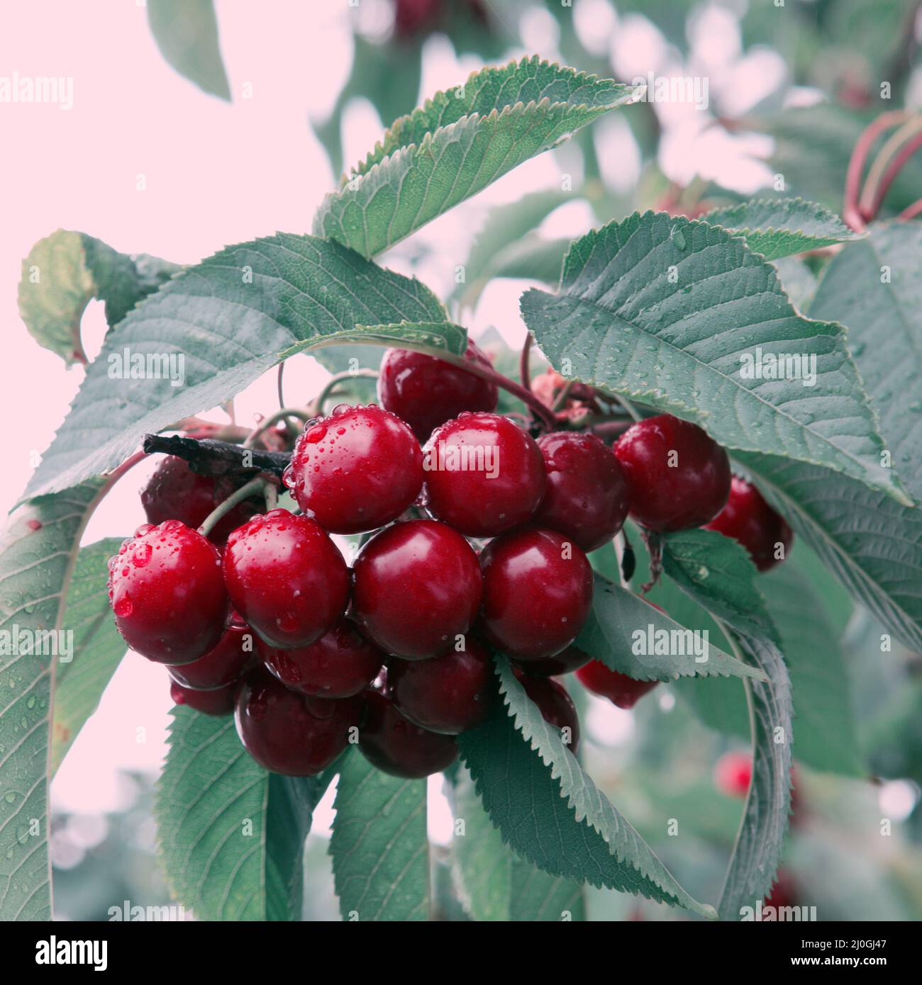 Cherries tree branch hi-res stock photography and images - Alamy