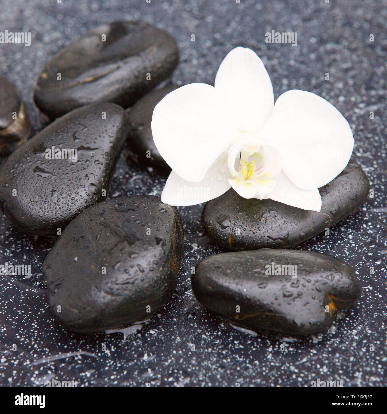 White orchid flower and stone with water drops isolated Stock Photo - Alamy