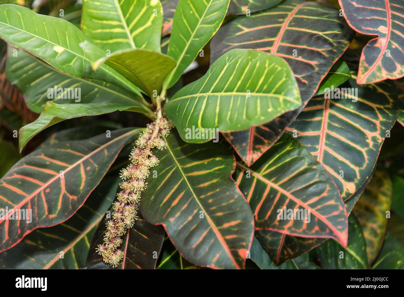 Flowering croton - houseplant miracle shrub Stock Photo - Alamy