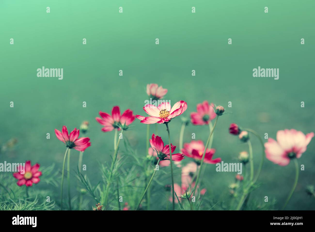Beautiful cosmos flowers in garden hi-res stock photography and images ...