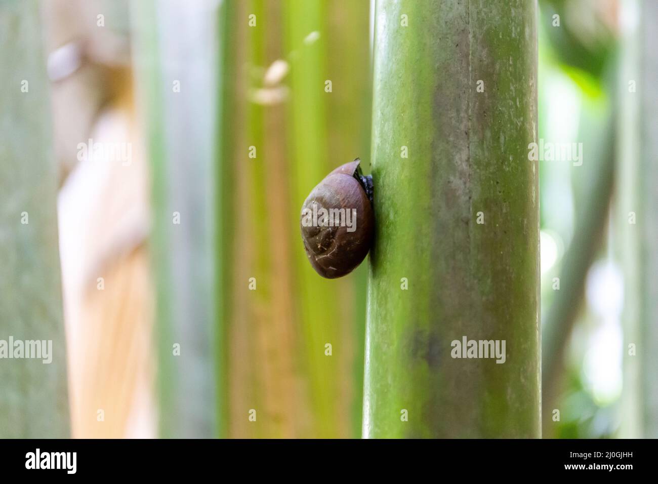 Coco de mer snail (Stylodonta studeriana) climbing Coco de mer ...