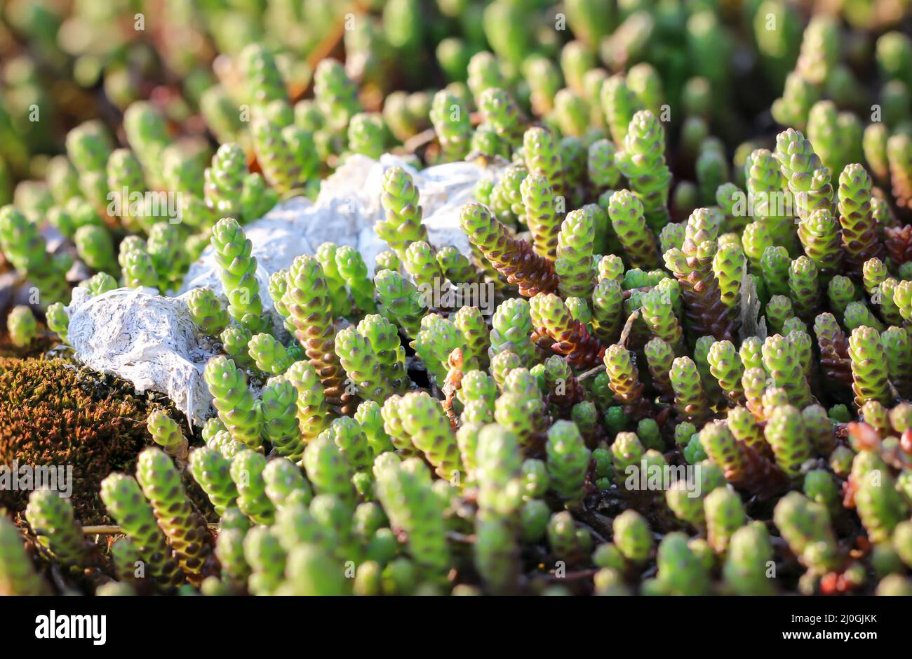 Moss plant hi-res stock photography and images - Alamy