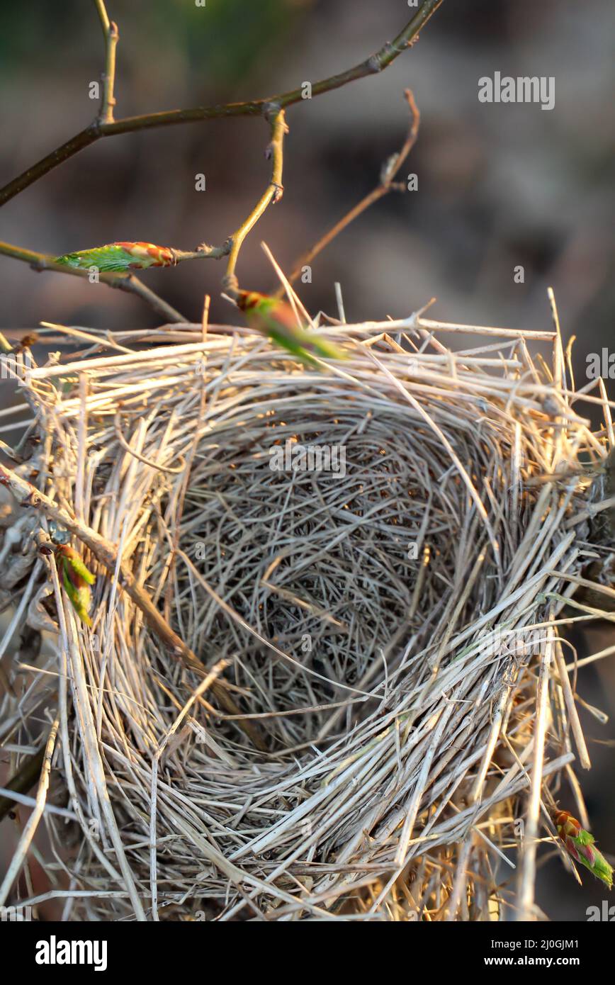 Songbird nest hi-res stock photography and images - Alamy