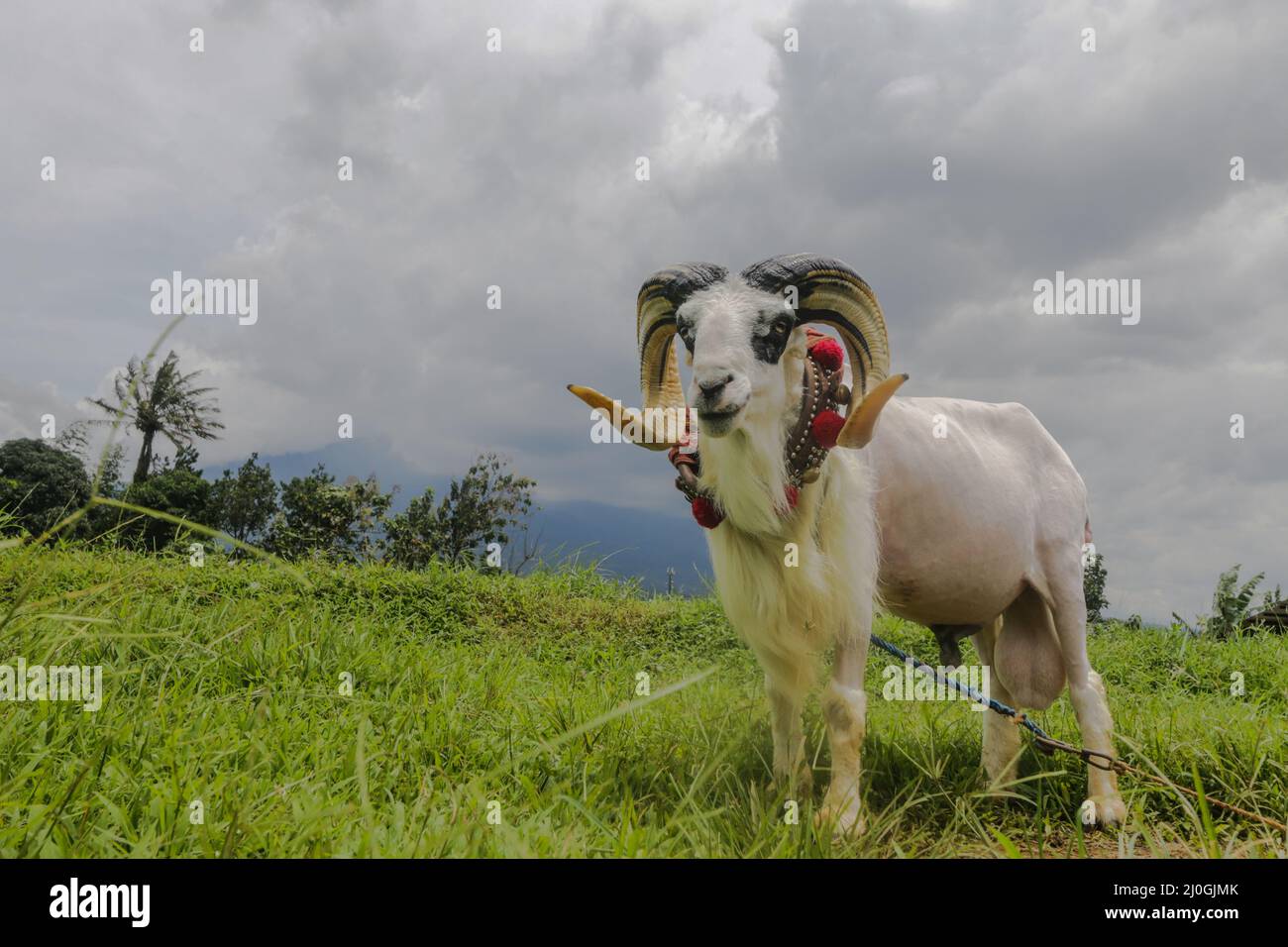 Garut Sheep Care for the art of dexterity and competition in Bogor ...