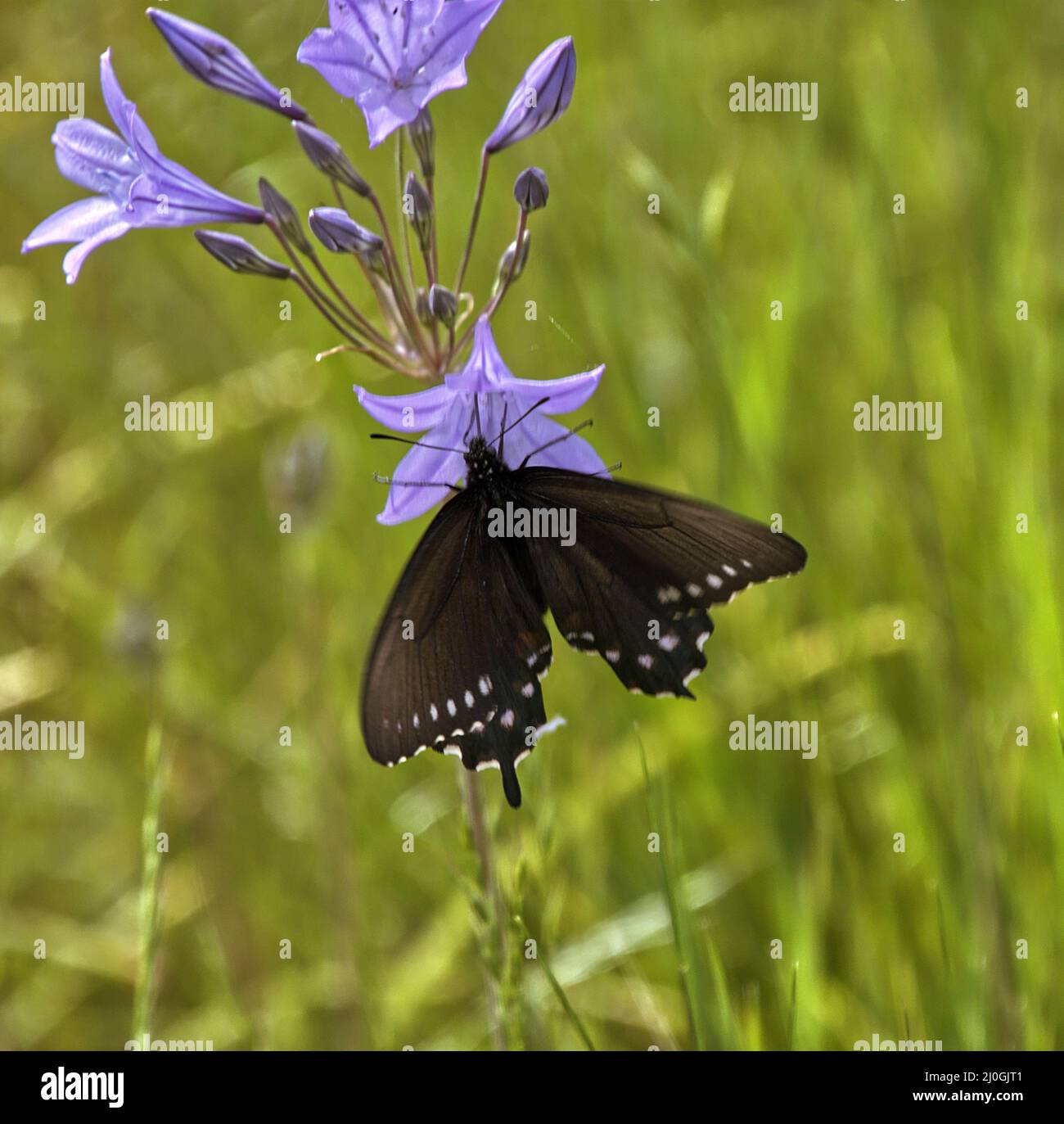 Tritelya hi-res stock photography and images - Alamy