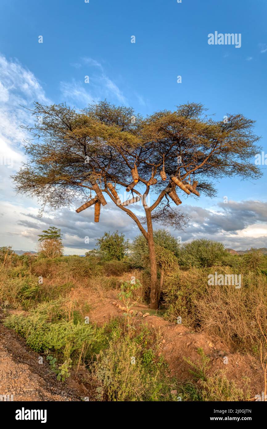 Acacia With Beehives, Ethiopia, Africa Stock Photo - Alamy