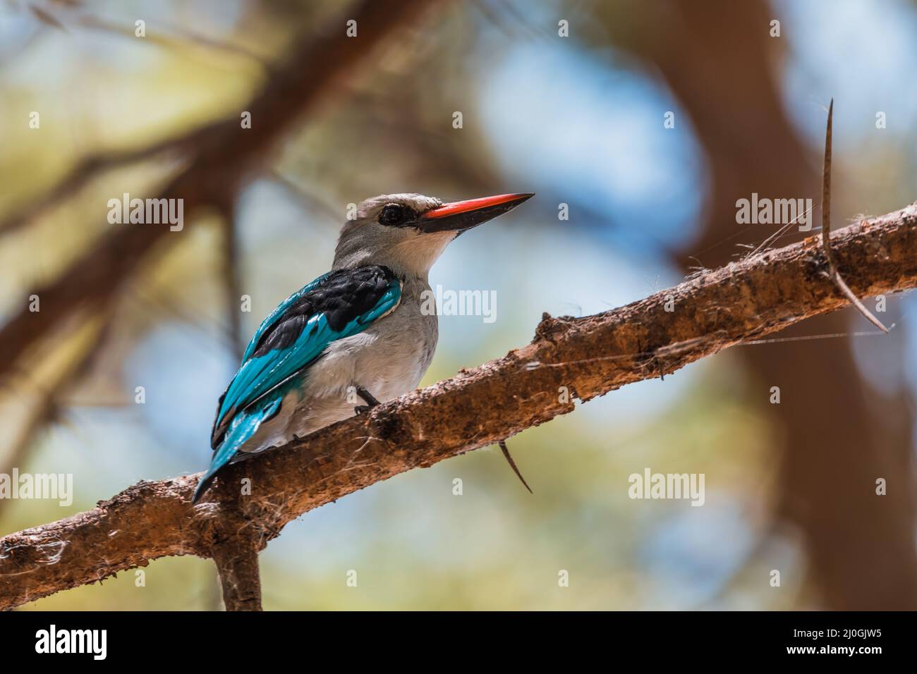 Woodland kingfisher Ethiopia, Africa wildlife Stock Photo - Alamy