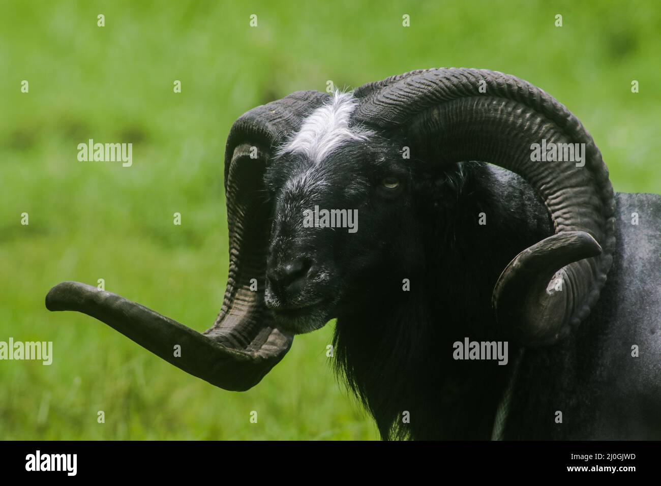 Garut Sheep Care for the art of dexterity and competition in Bogor ...