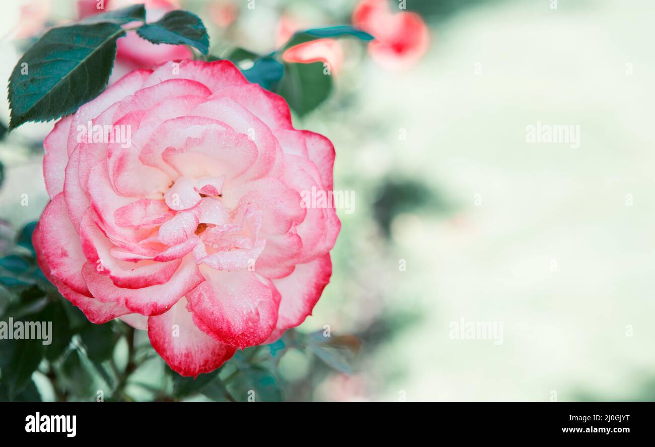 Blooming pink rose isolated on blur background Stock Photo - Alamy